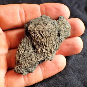 Pentacrinites Crinoid Fossil: Jurassic Coast, UK (63mm) - Etsy