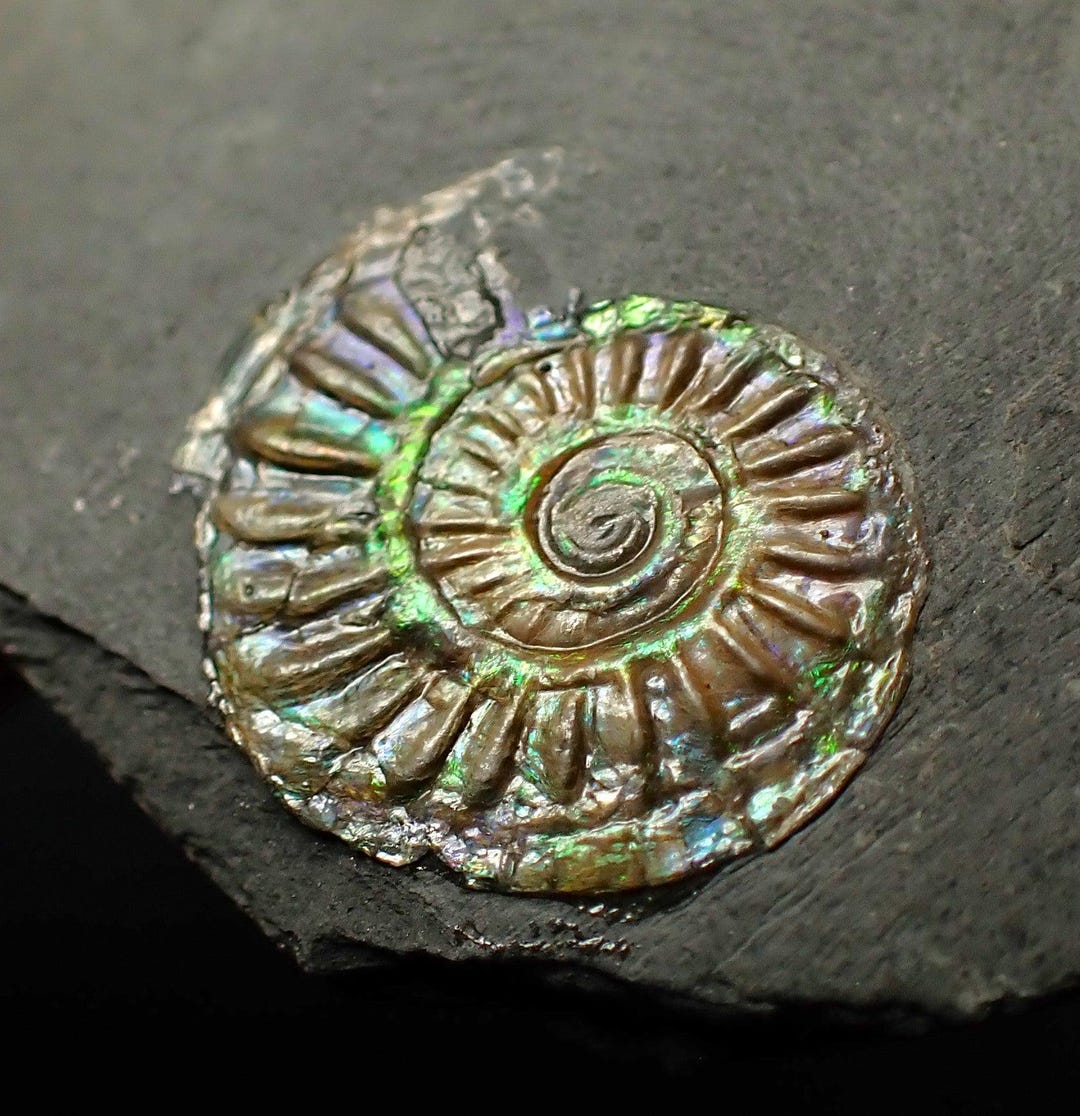 20 Mm Juvenile Green Iridescent Caloceras Display Ammonite Fossil ...