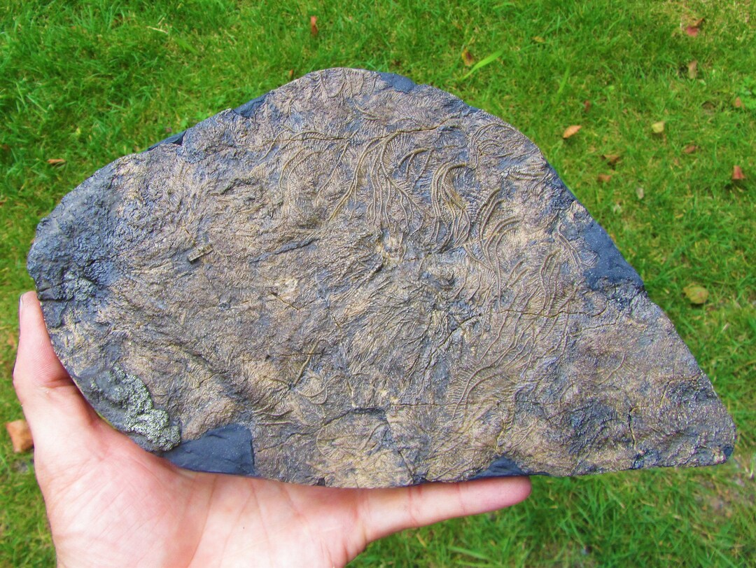 Huge Uncommon Fossil Crinoid Colony (255mm) Pentacrinites UK Jurassic ...
