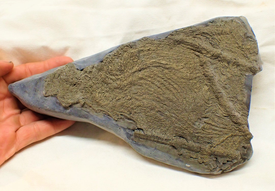 Large Detailed Pyrite Crinoid Fossil (232mm) Pentacrinites UK Jurassic ...