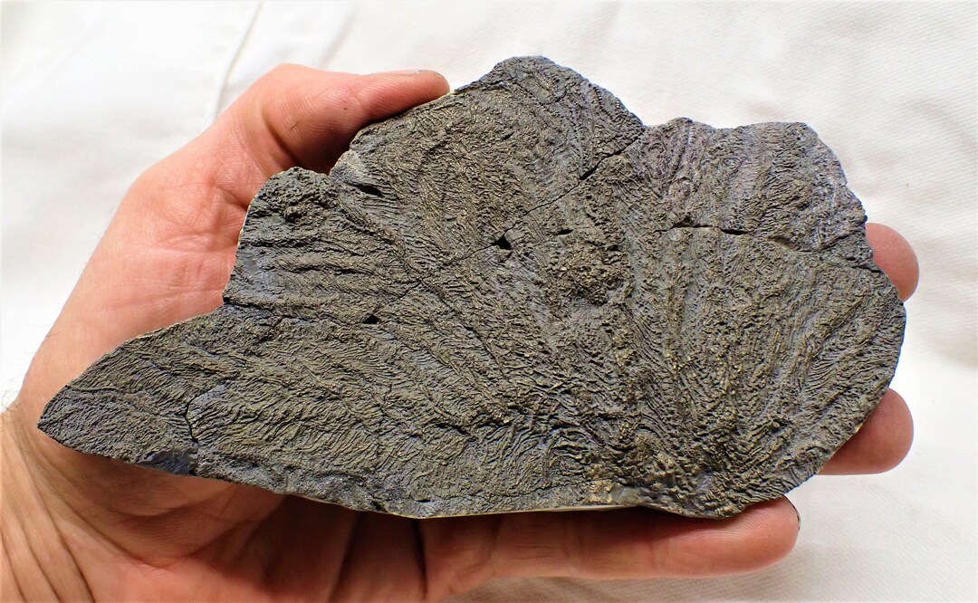 Large Detailed Pyrite Crinoid Fossil 160mm Pentacrinites UK Jurassic ...
