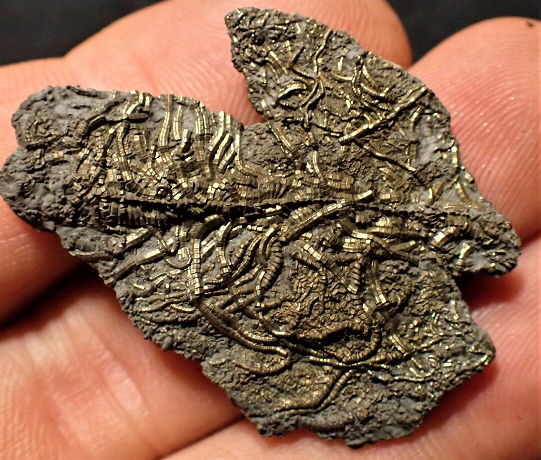 Highly Detailed Juvenile Pyrite Crinoid Fossil (39mm) Pentacrinites UK ...