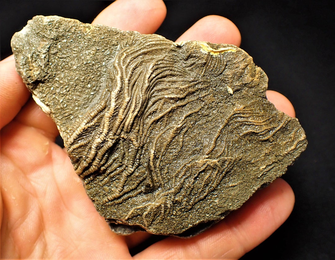 Detailed 3D Crinoid Fossil Head (97mm) Pentacrinites UK Jurassic Coast ...