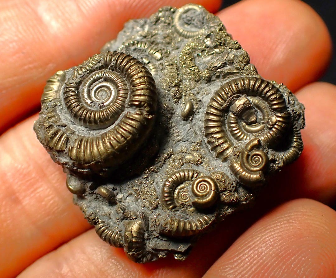 Full Pyrite Multi-ammonite Fossil 35 Mm UK Jurassic Coast Fossils ...