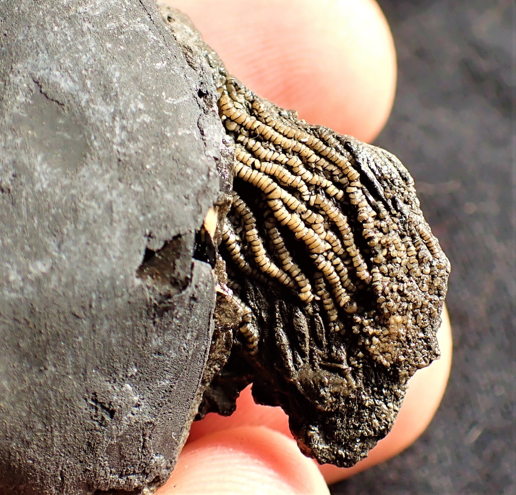 Pentacrinites Crinoid Fossil: Jurassic Coast, UK (63mm) - Etsy