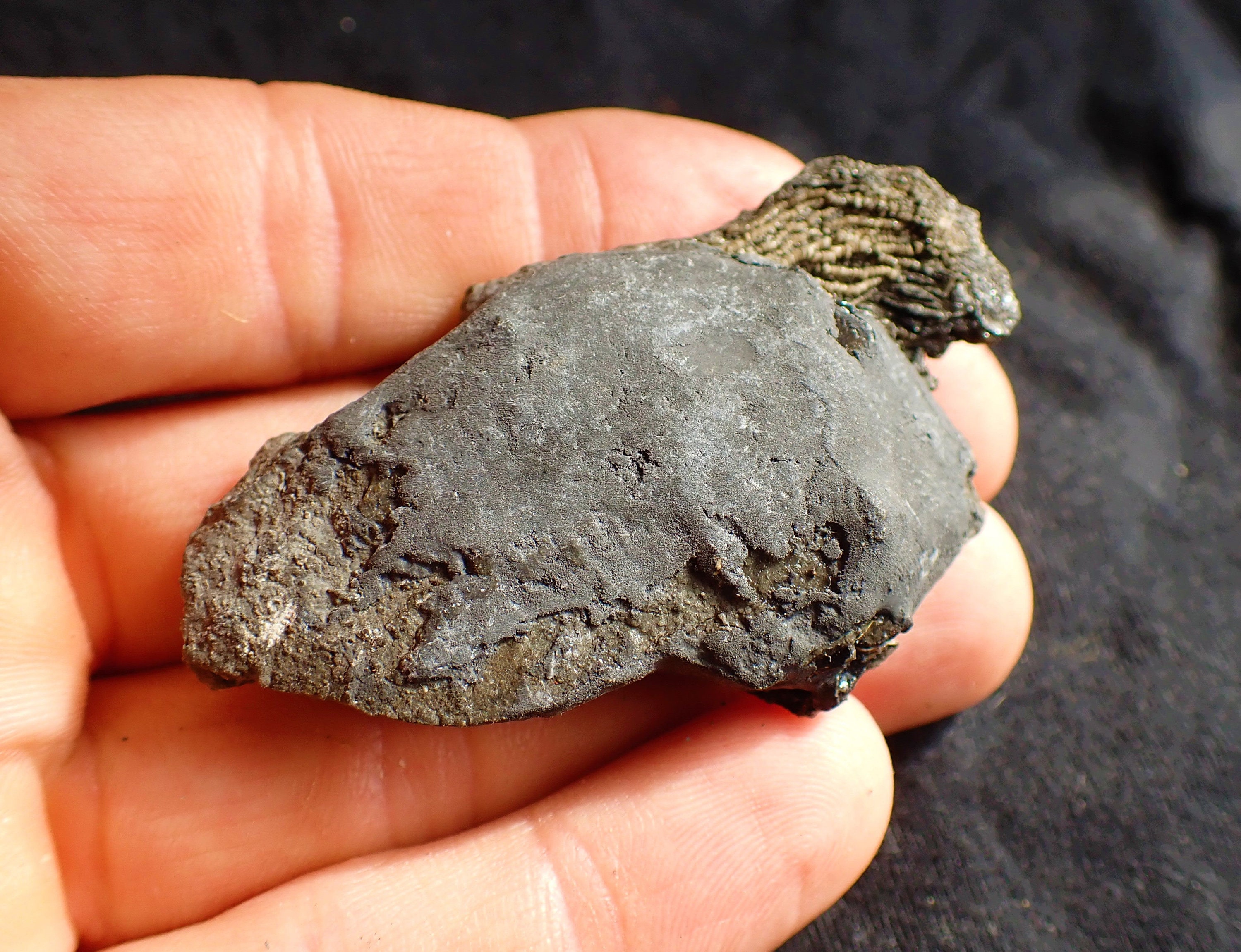 Pentacrinites Crinoid Fossil: Jurassic Coast, UK (63mm) - Etsy