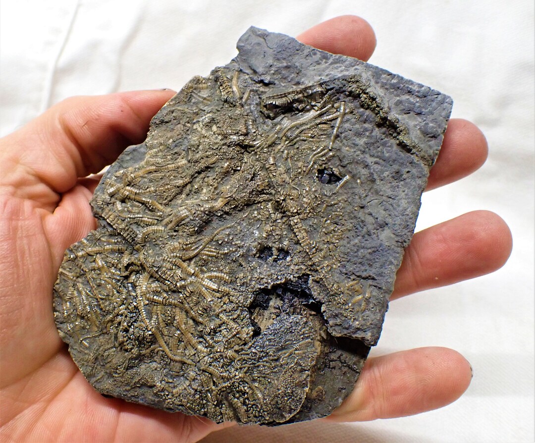 Detailed Crinoid Fossil in Shale (125mm) Pentacrinites UK Jurassic ...