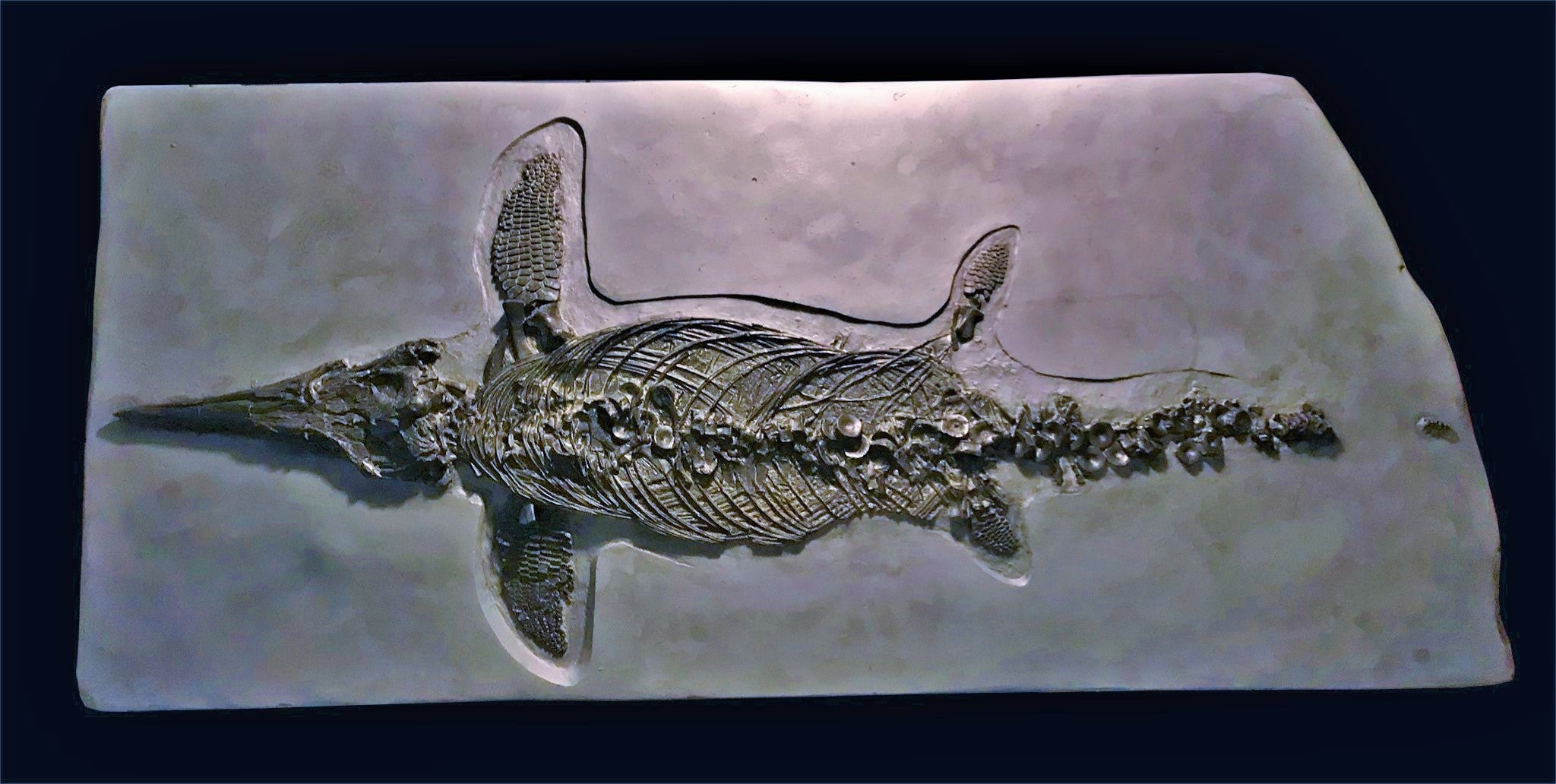 Replica Prone Ichthyosaur ichthyosaurus Communis Fossil From Lyme Regis ...