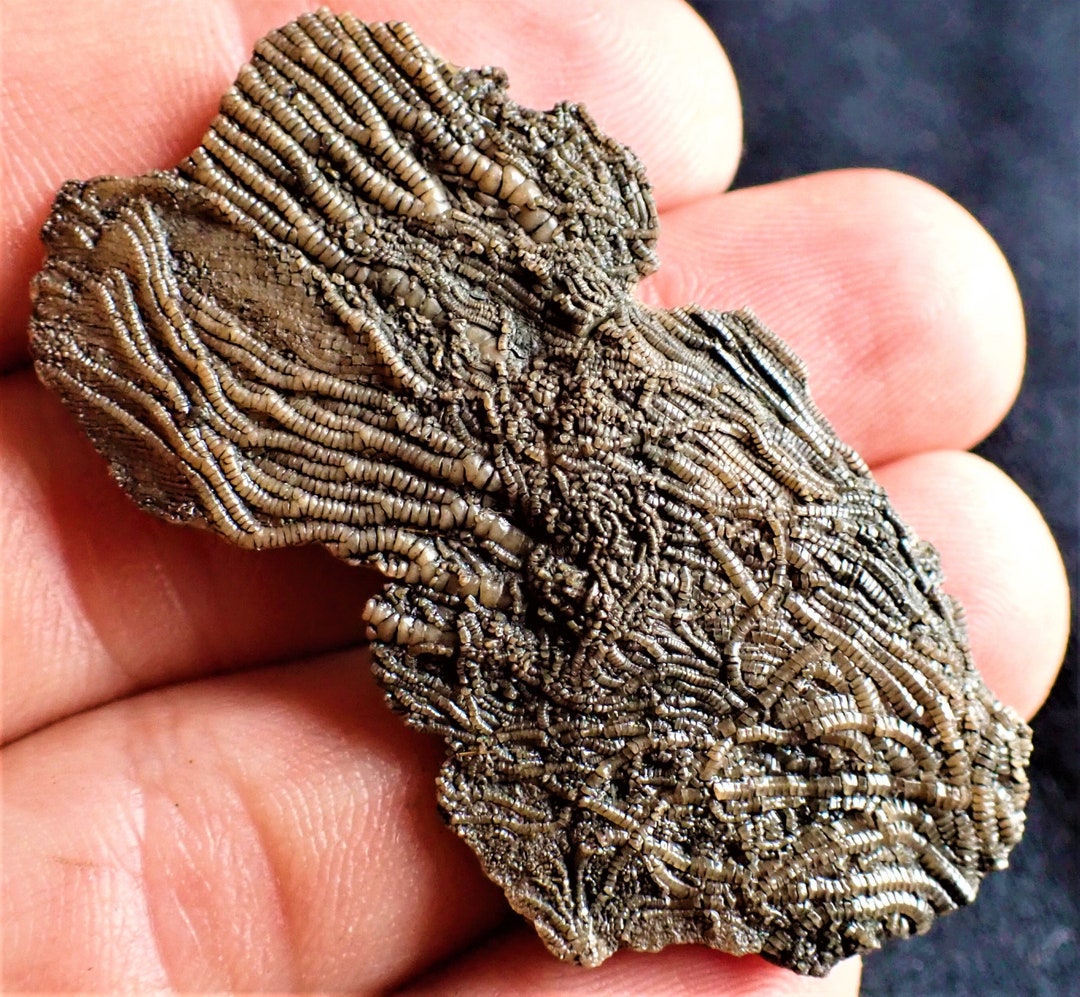 Crinoid Fossil With Complete Highly Detailed Heads (55mm) Pentacrinites ...