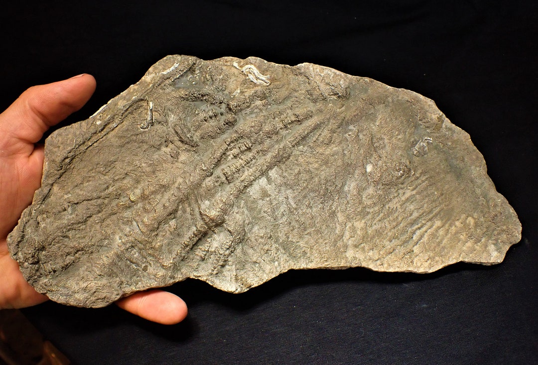 Very Large Pyrite Crinoid Fossil (284mm) Pentacrinites UK Jurassic ...