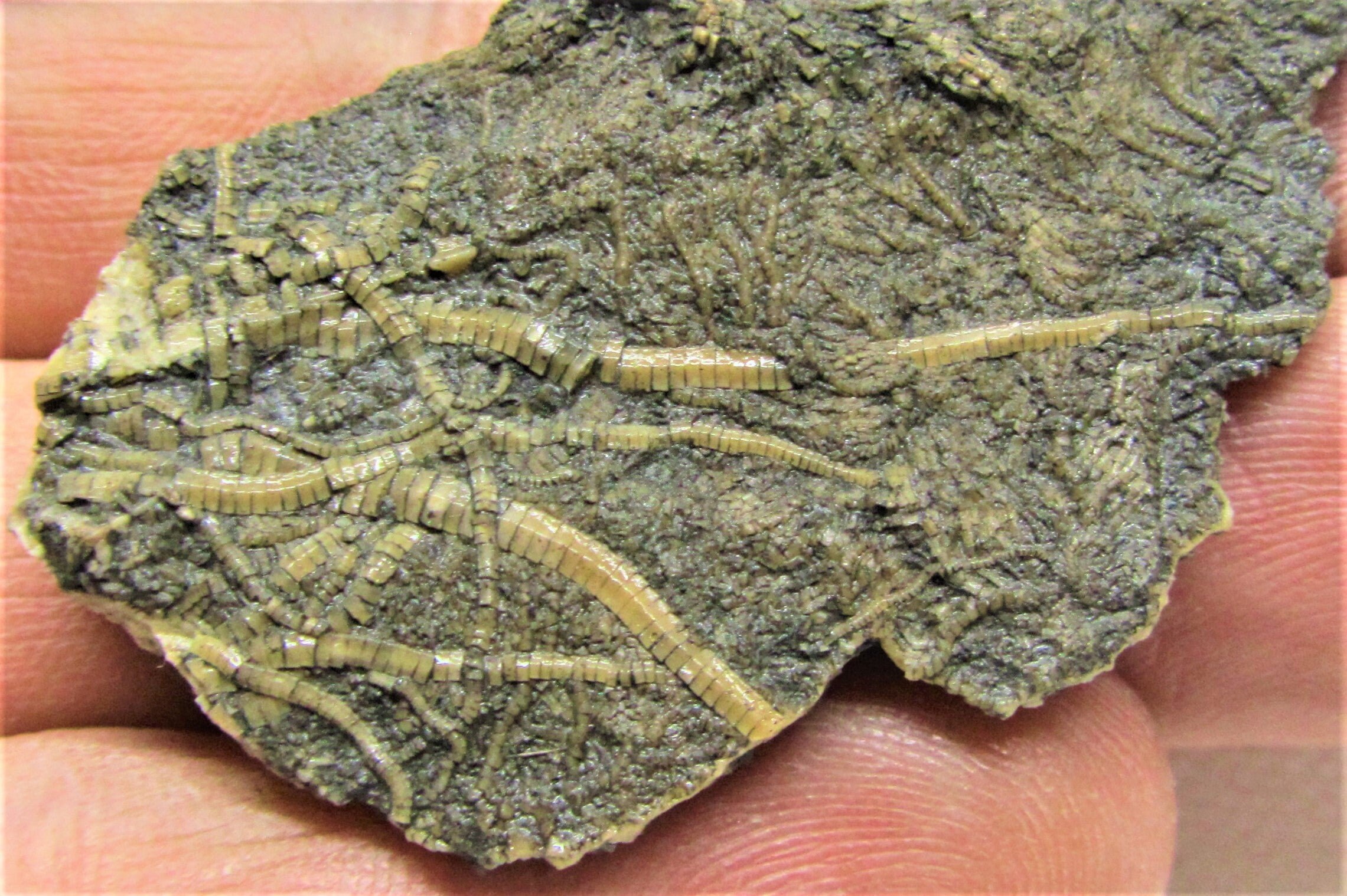 Crinoid Fossil Stem With Attachment Cirri 62 Mm - Etsy