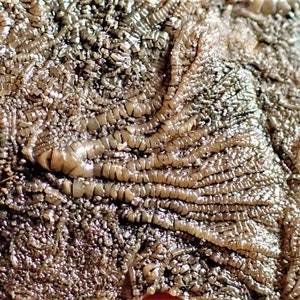 Crinoid Fossil With Complete Highly Detailed Heads (80mm) Pentacrinites ...