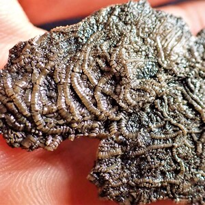 Crinoid Fossil With Complete Highly Detailed Heads (80mm) Pentacrinites ...