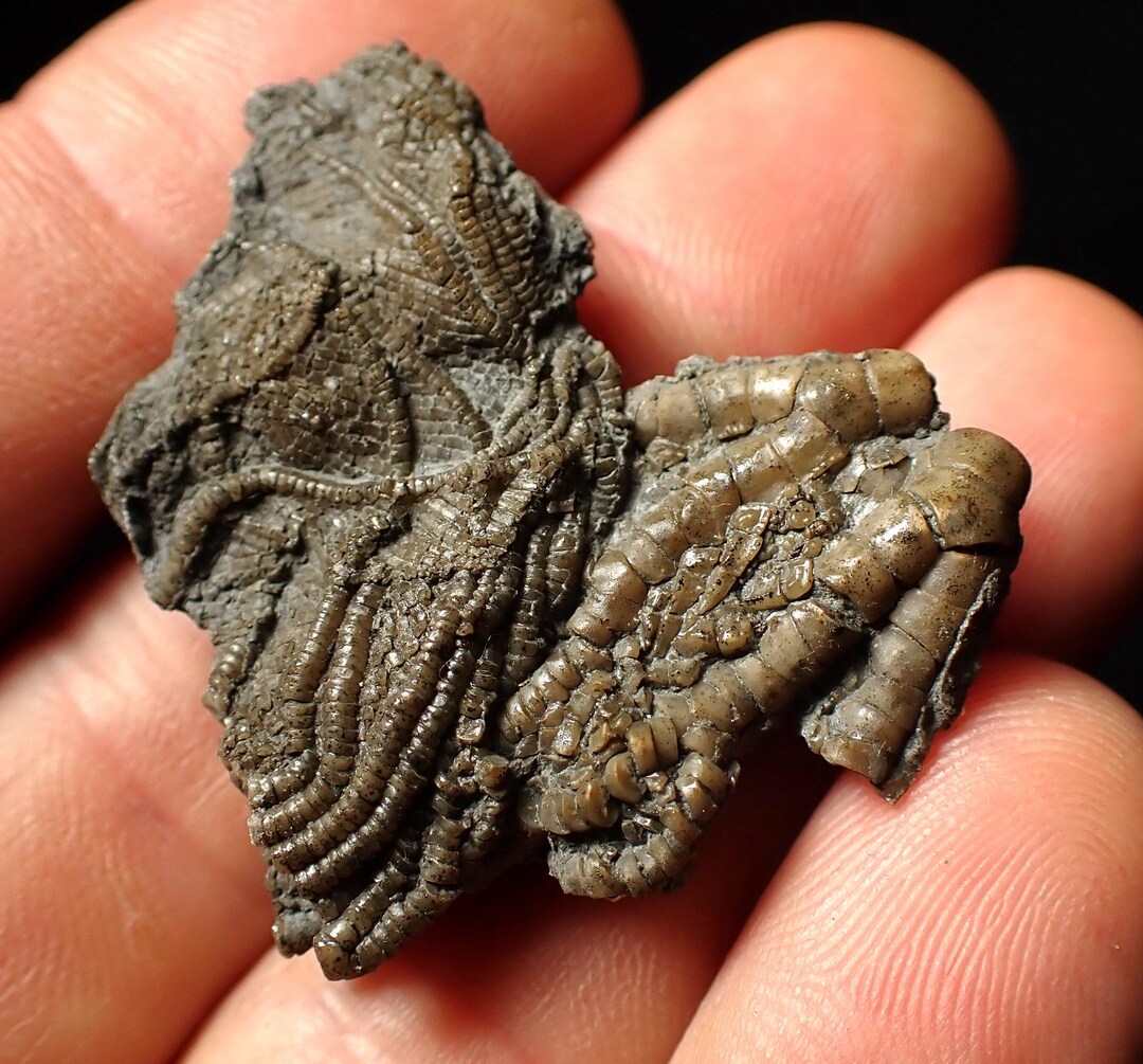 Detailed Crinoid Head Fossil (40 Mm) Pentacrinites UK Jurassic Coast ...