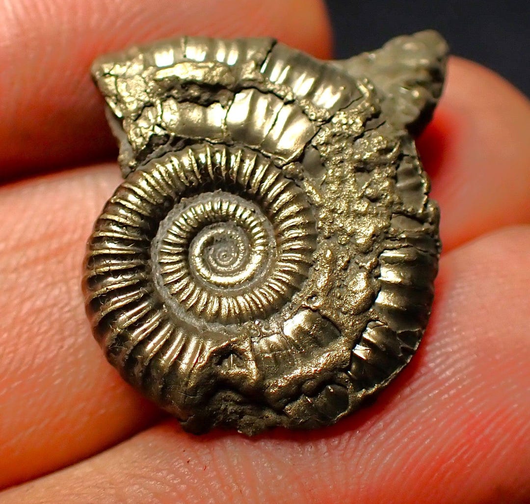 Pyritized Crucilobiceras Ammonite Fossil - Jurassic Coast, UK (27mm) - Etsy