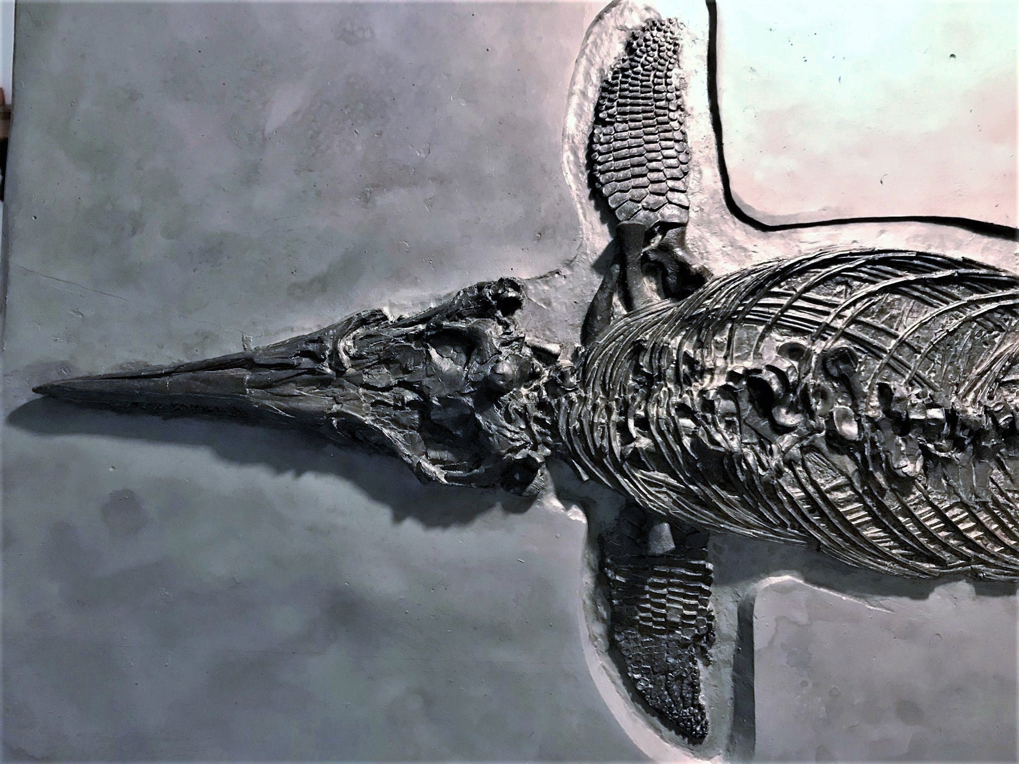 Replica Prone Ichthyosaur ichthyosaurus Communis Fossil From Lyme Regis ...
