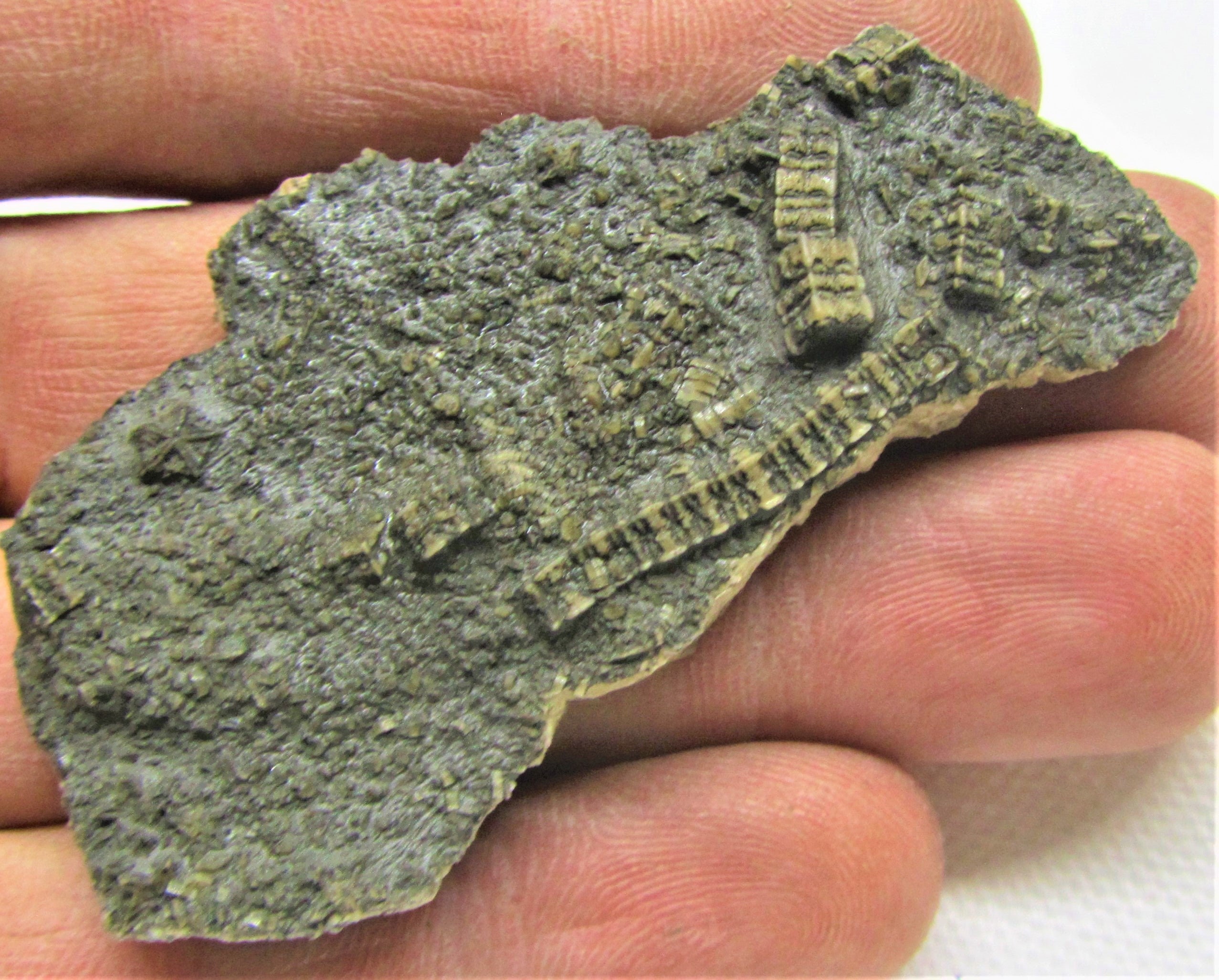 Crinoid Fossil Stem With Attachment Cirri 62 Mm - Etsy