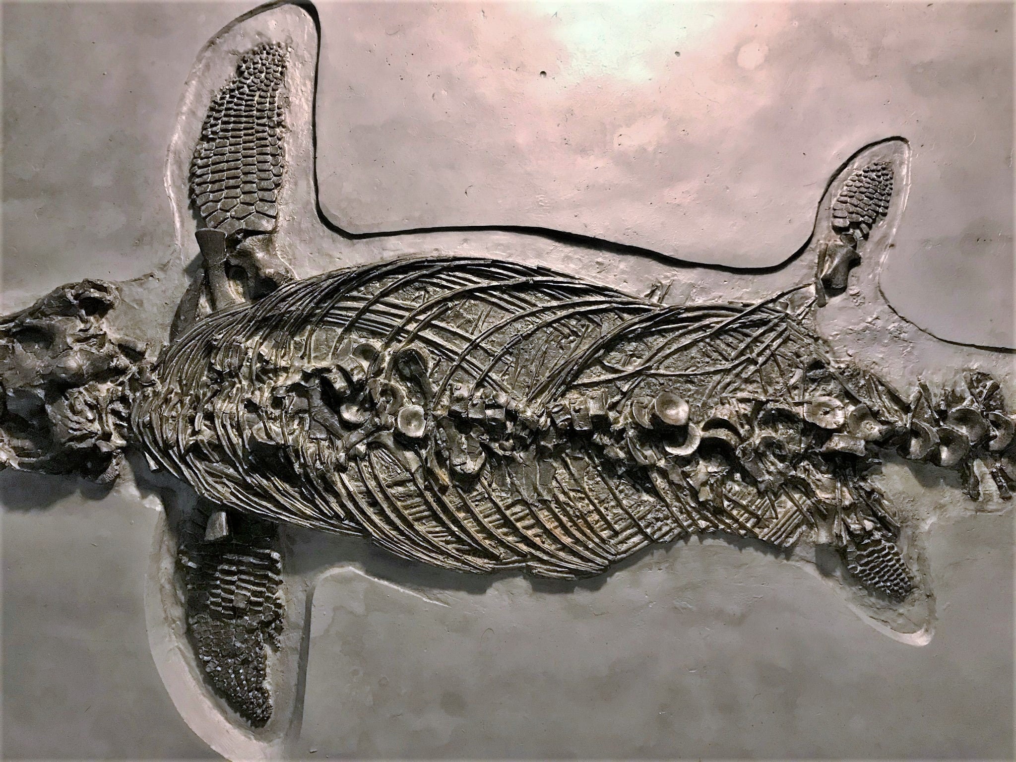 Replica Prone Ichthyosaur ichthyosaurus Communis Fossil From Lyme Regis ...