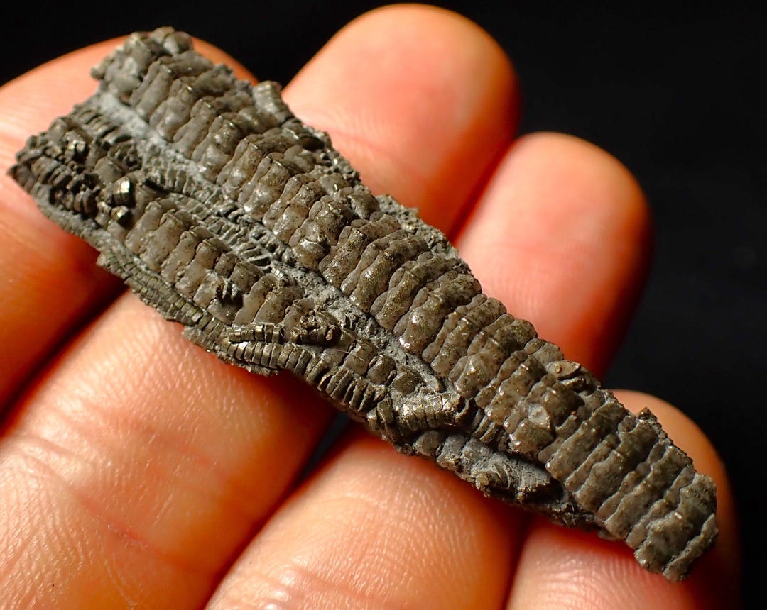 Detailed 3D Crinoid Multi-stem Fossil (51 Mm) Pentacrinites UK Jurassic ...