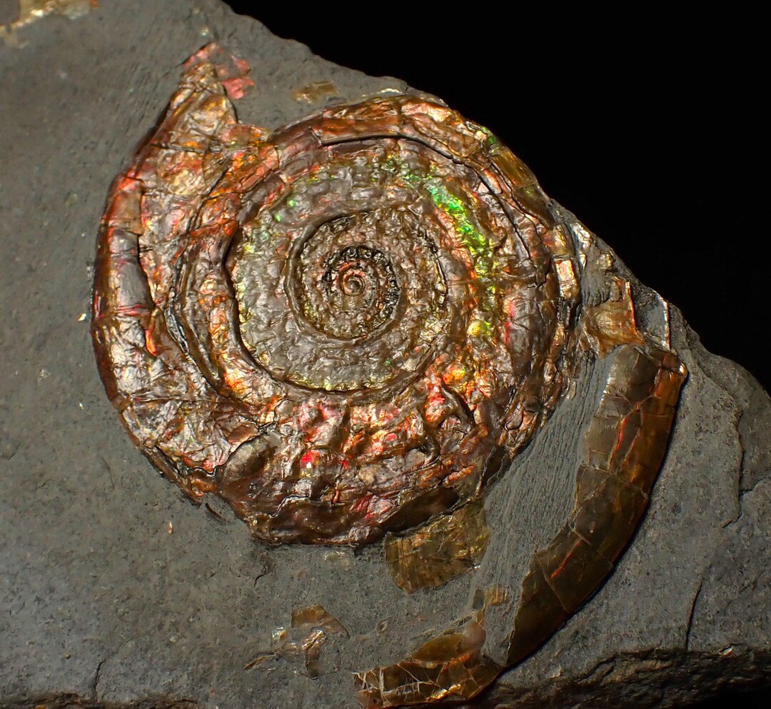 Rainbow Iridescent Psiloceras Ammonite Fossil Display Piece Ammolite UK ...