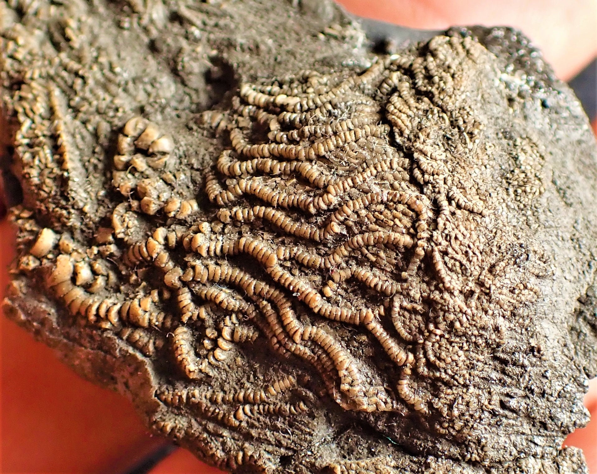 Pentacrinites Crinoid Fossil: Jurassic Coast, UK (63mm) - Etsy