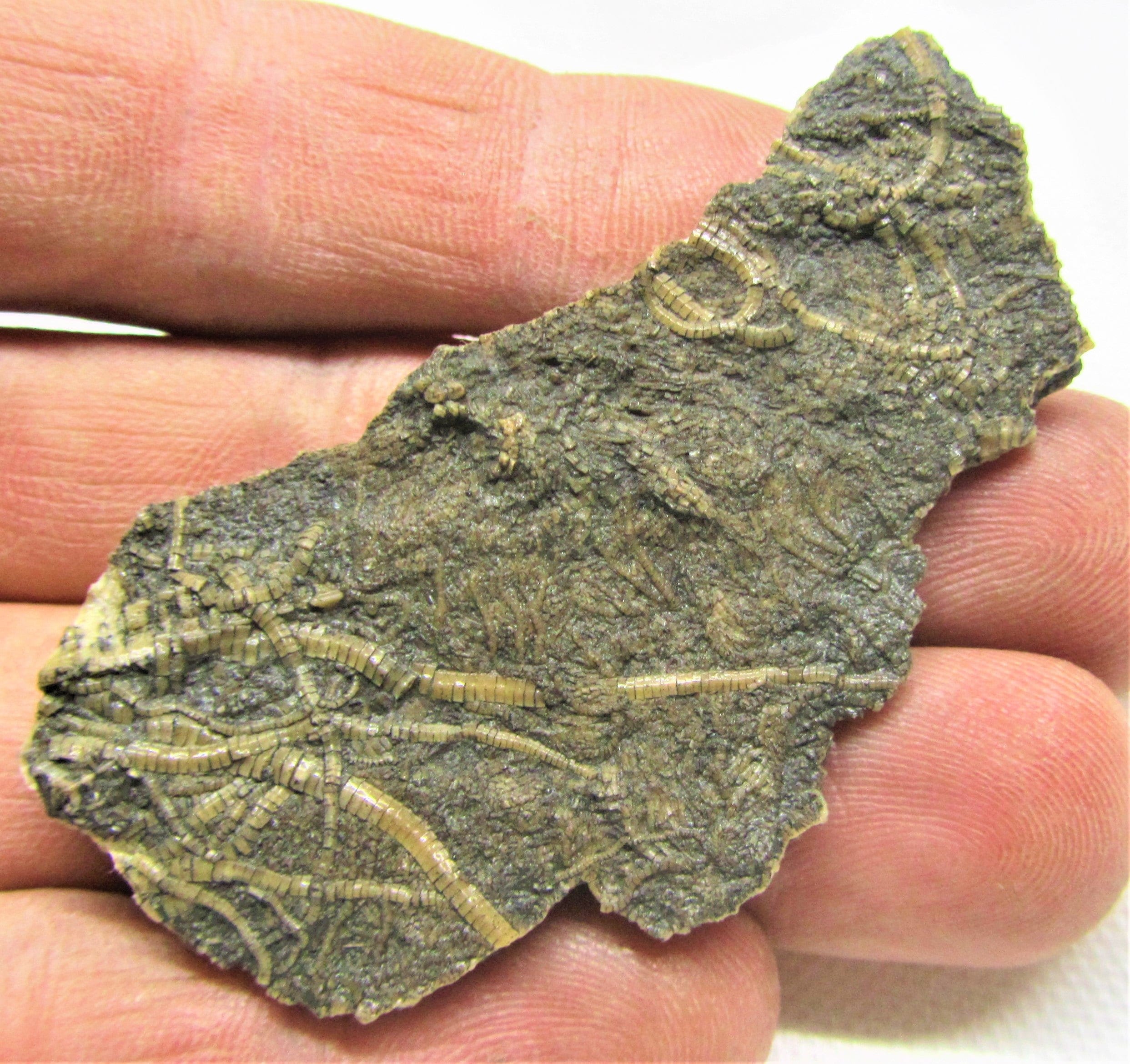 Crinoid Fossil Stem With Attachment Cirri 62 Mm - Etsy