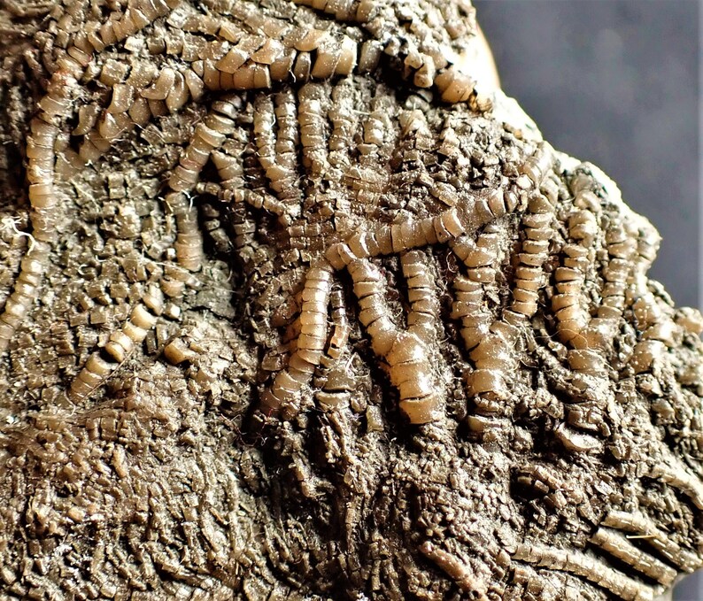 Crinoid Fossil With Complete Detailed Heads (95mm) Pentacrinites UK ...