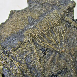 Rare Complete Crinoid Fossil on Jurassic Coast Driftwood (200mm) - Etsy