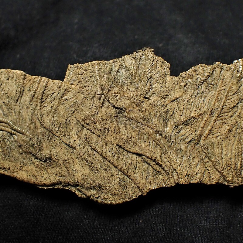 Crinoid Fossil - Etsy