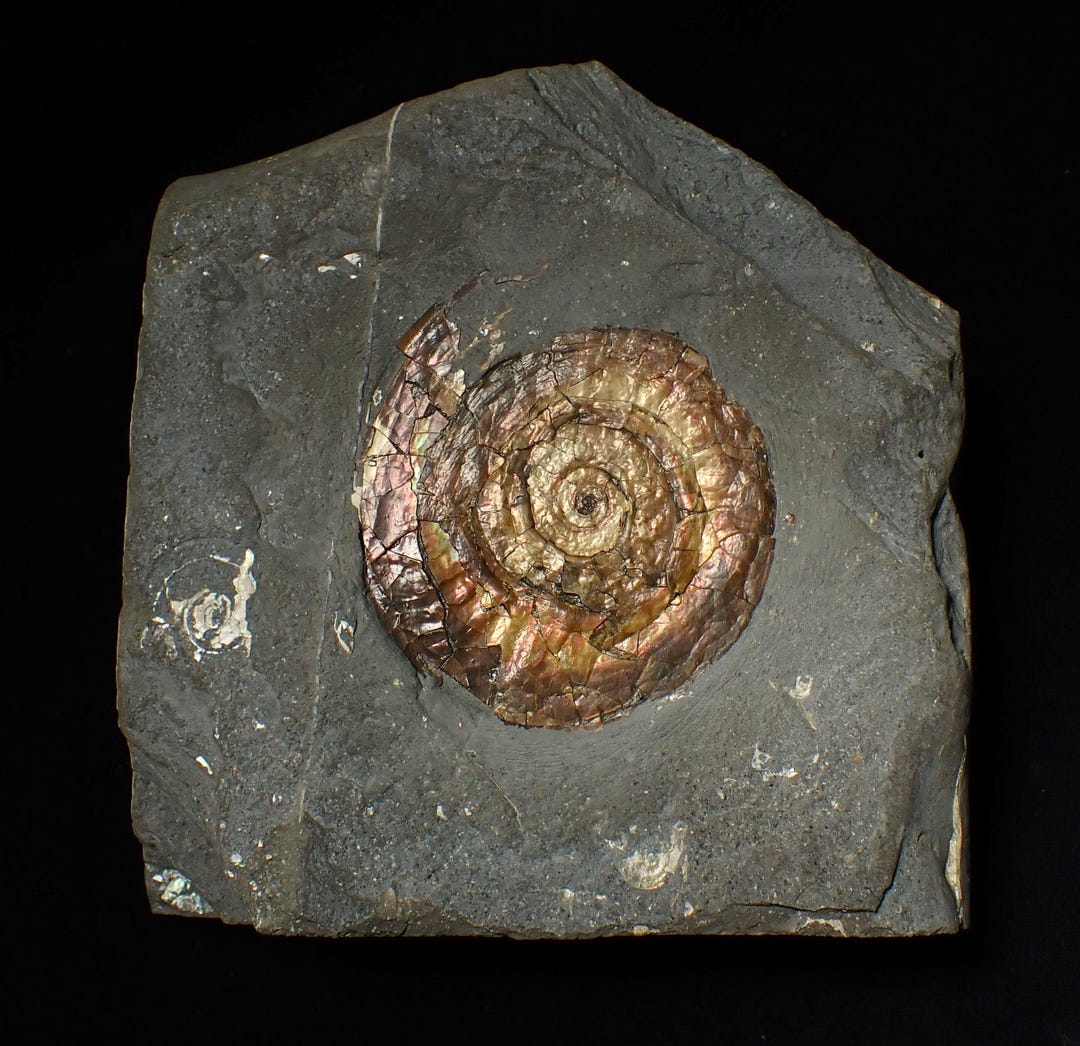 57 Mm Iridescent Psiloceras Ammonite Display Fossil Ammolite UK Jurassic Coast Fossils Minerals ...