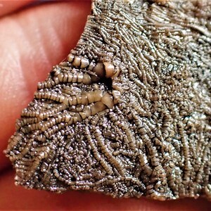 Crinoid Fossil With Complete Highly Detailed Heads (80mm) Pentacrinites ...