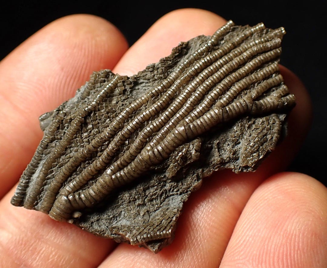 Detailed 3D Crinoid Head Fossil (48mm) Pentacrinites UK Jurassic Coast ...