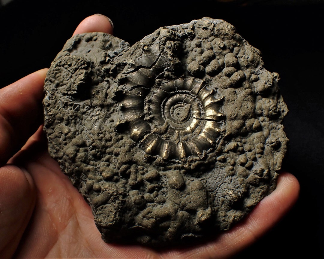 Large Pyrite Eoderoceras Ammonite Fossil 105 Mm UK Jurassic Coast ...