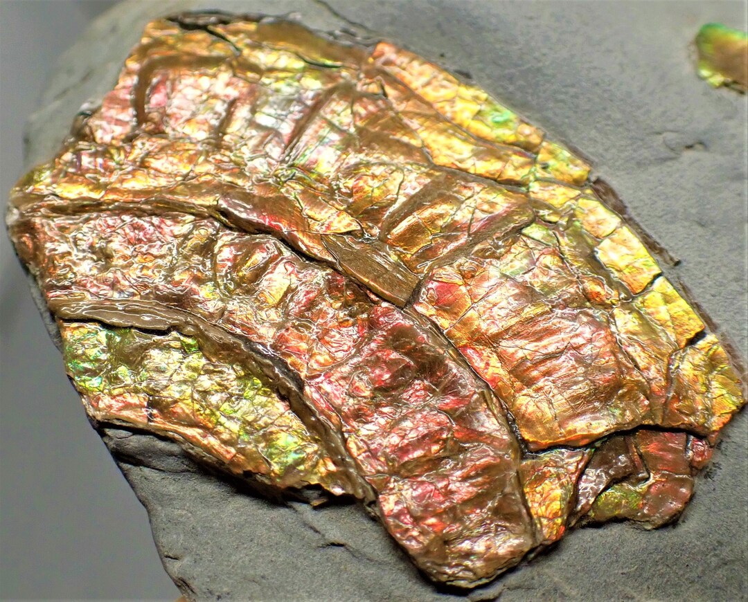 Iridescent Caloceras Ammonite Fossil Display, Jurassic Coast UK - Etsy