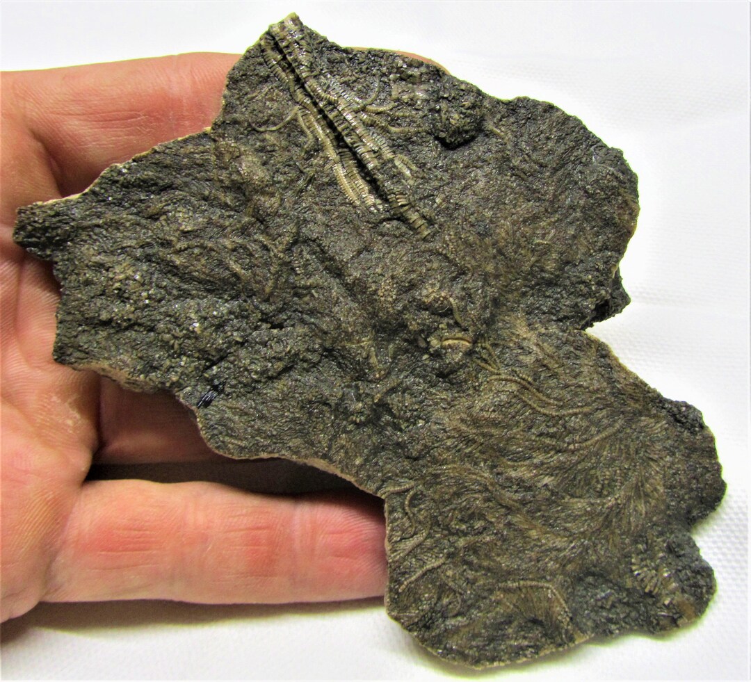 Big Detailed Crinoid Fossil (116mm) Pentacrinites UK Jurassic Coast ...