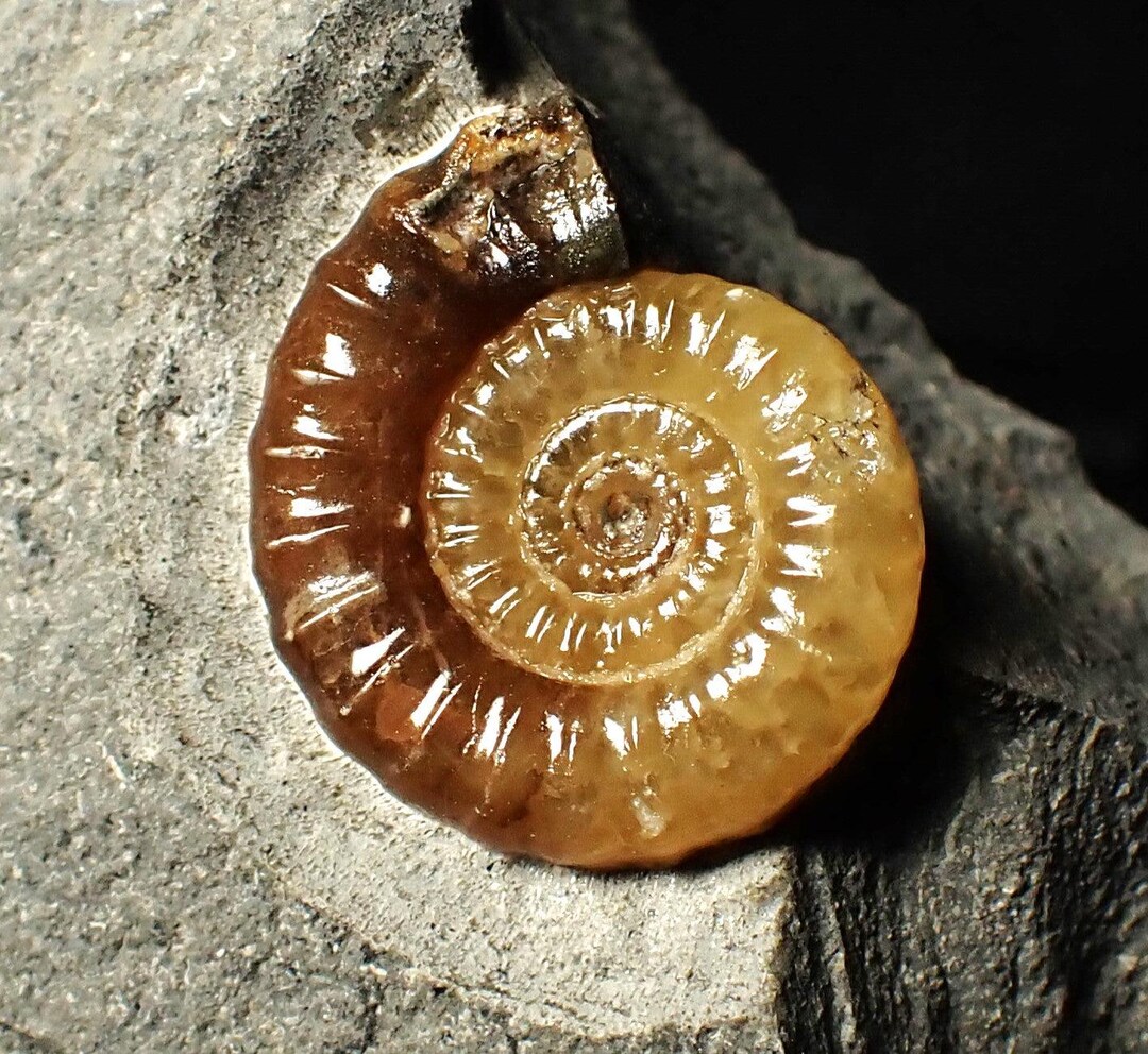 Calcite Promicroceras Ammonite Fossil Display Piece (22 Mm) UK Jurassic Coast Fossils Minerals ...