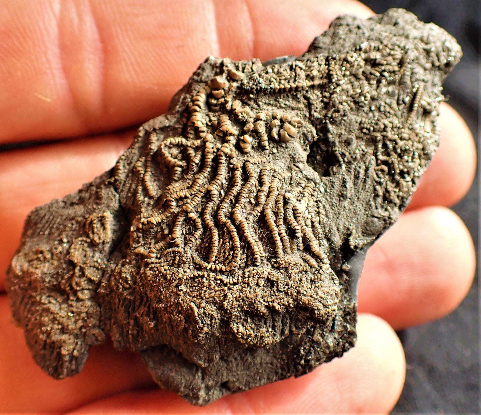 Pentacrinites Crinoid Fossil: Jurassic Coast, UK (63mm) - Etsy