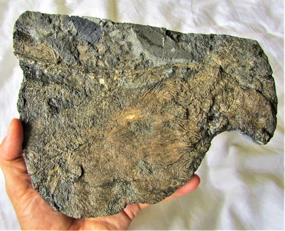 Large Pentacrinites Crinoid Fossil Colony - Jurassic Coast UK (265mm ...