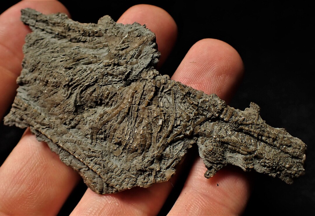Fossil Crinoid Stems With Partial 3D Head (84mm) Pentacrinites UK ...