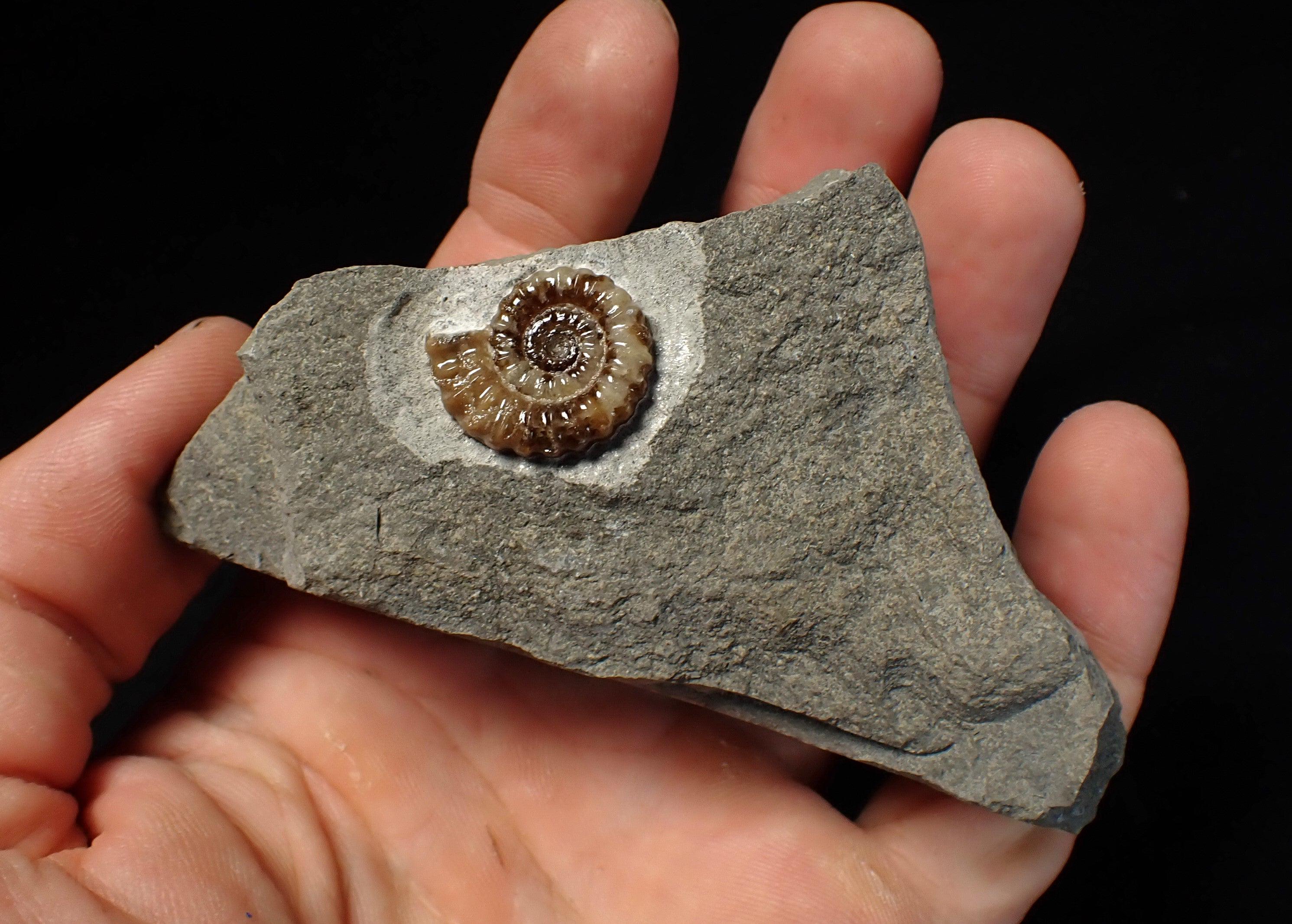 Calcite Promicroceras Ammonite Fossil Display Piece (20 Mm) - Etsy ...