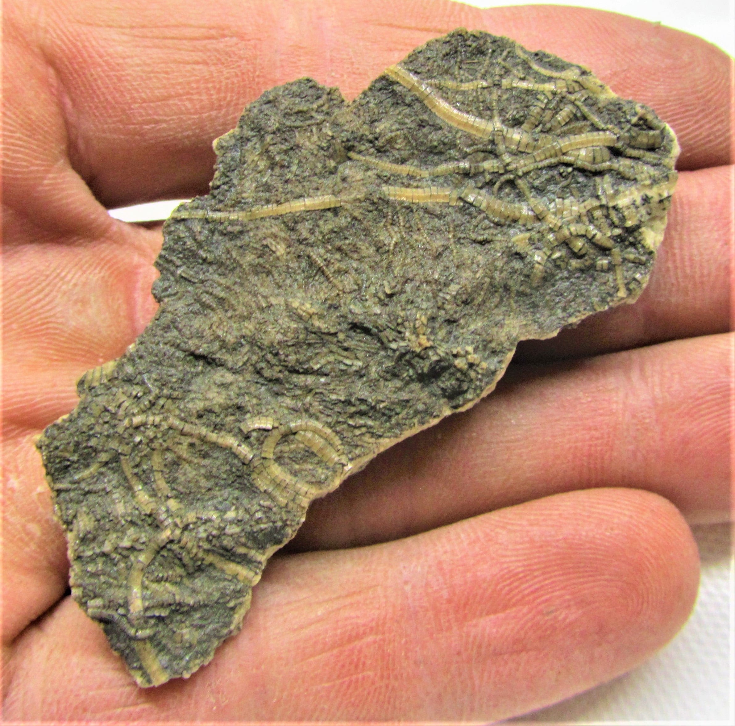 Crinoid Fossil Stem With Attachment Cirri 62 Mm - Etsy