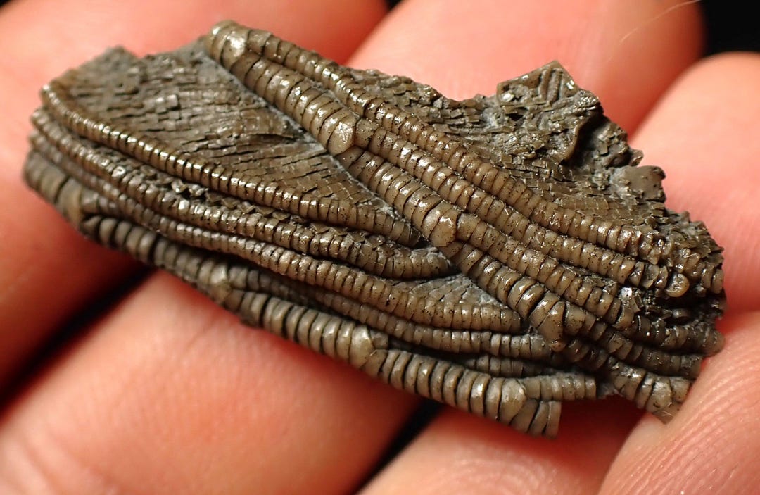 Detailed 3D Crinoid Head Fossil (38mm) Pentacrinites UK Jurassic Coast ...