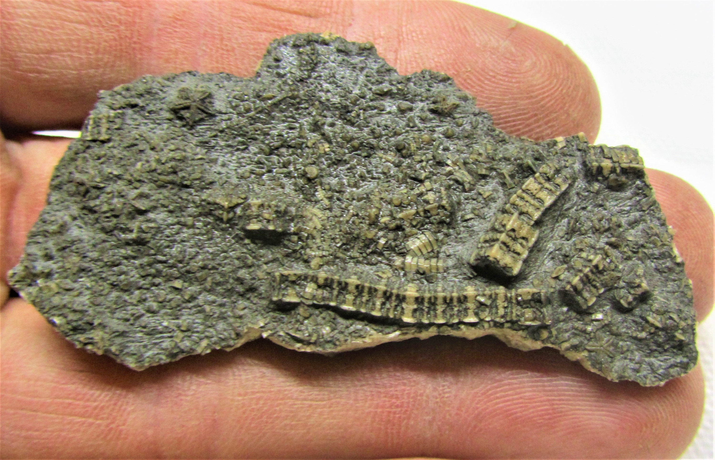 Crinoid Fossil Stem With Attachment Cirri 62 Mm - Etsy