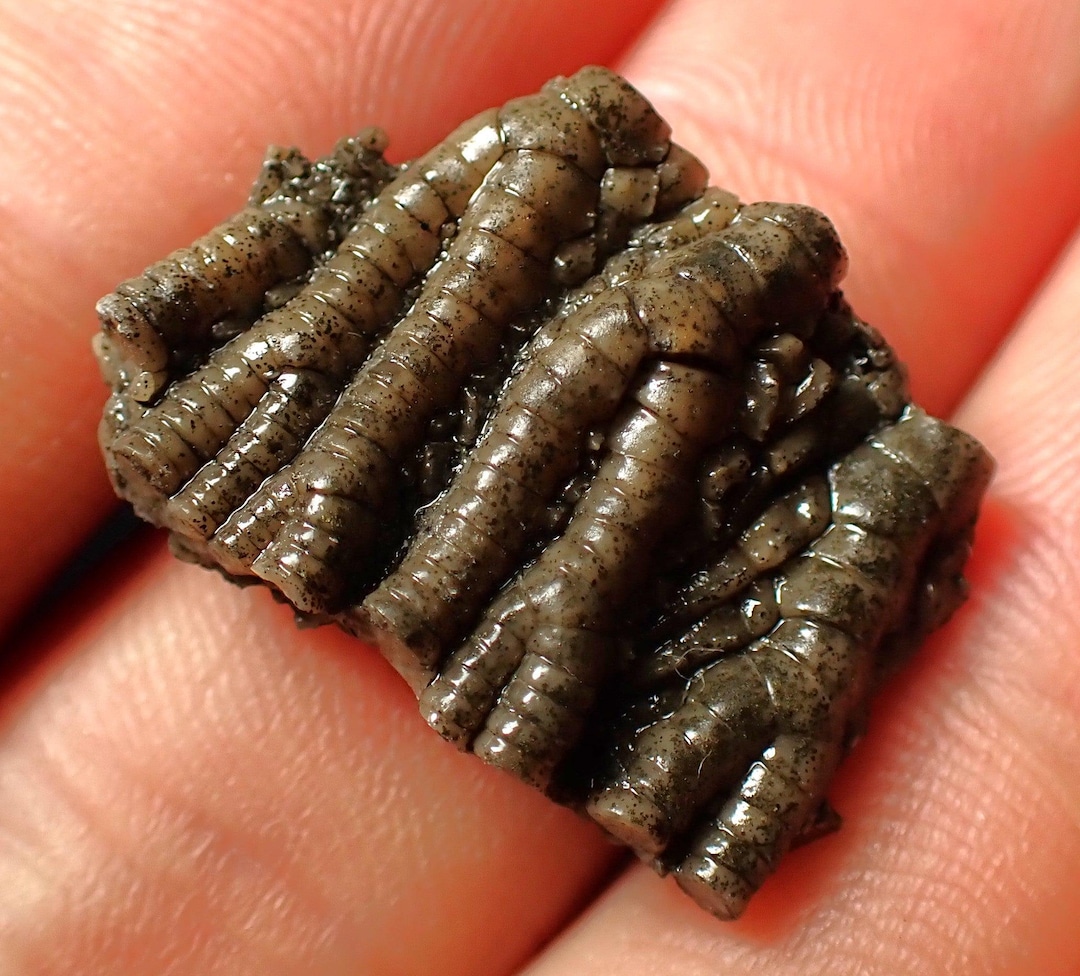 Small Detailed 3D Crinoid Head Fossil (25mm) Pentacrinites UK Jurassic ...