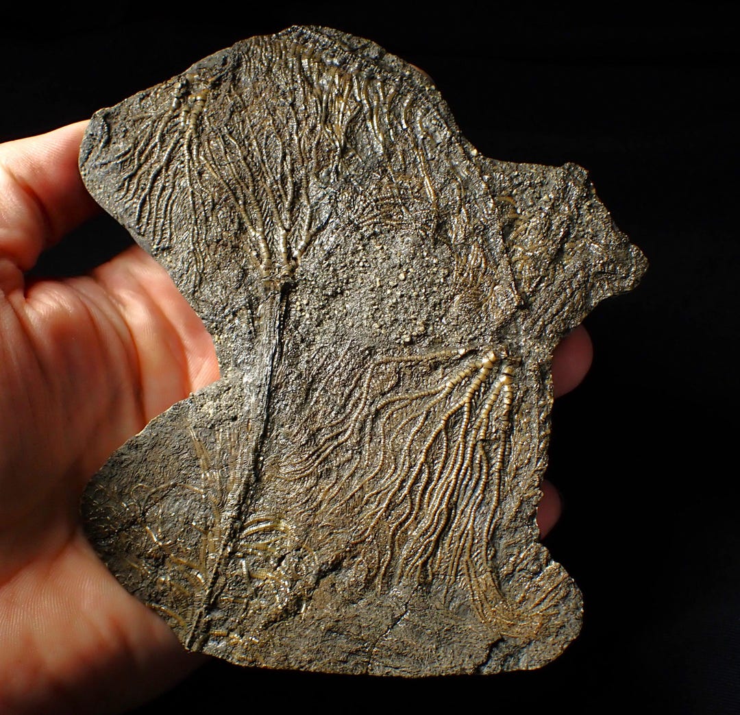 Large and Rare Highly Detailed Multi-crinoid Fossil 145mm Pentacrinites ...