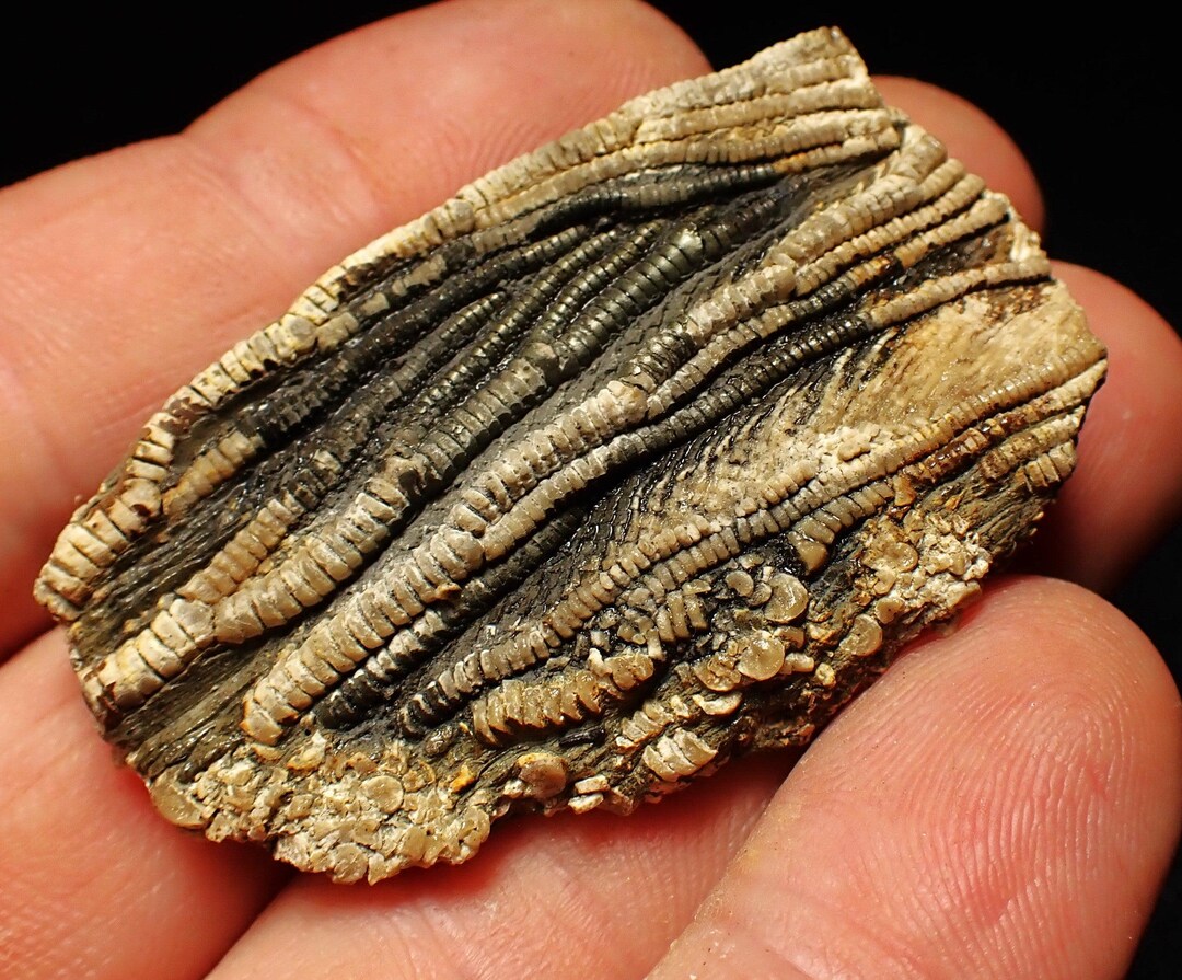 Detailed Crinoid Head Fossil (50 Mm) Pentacrinites Fossilis - Etsy