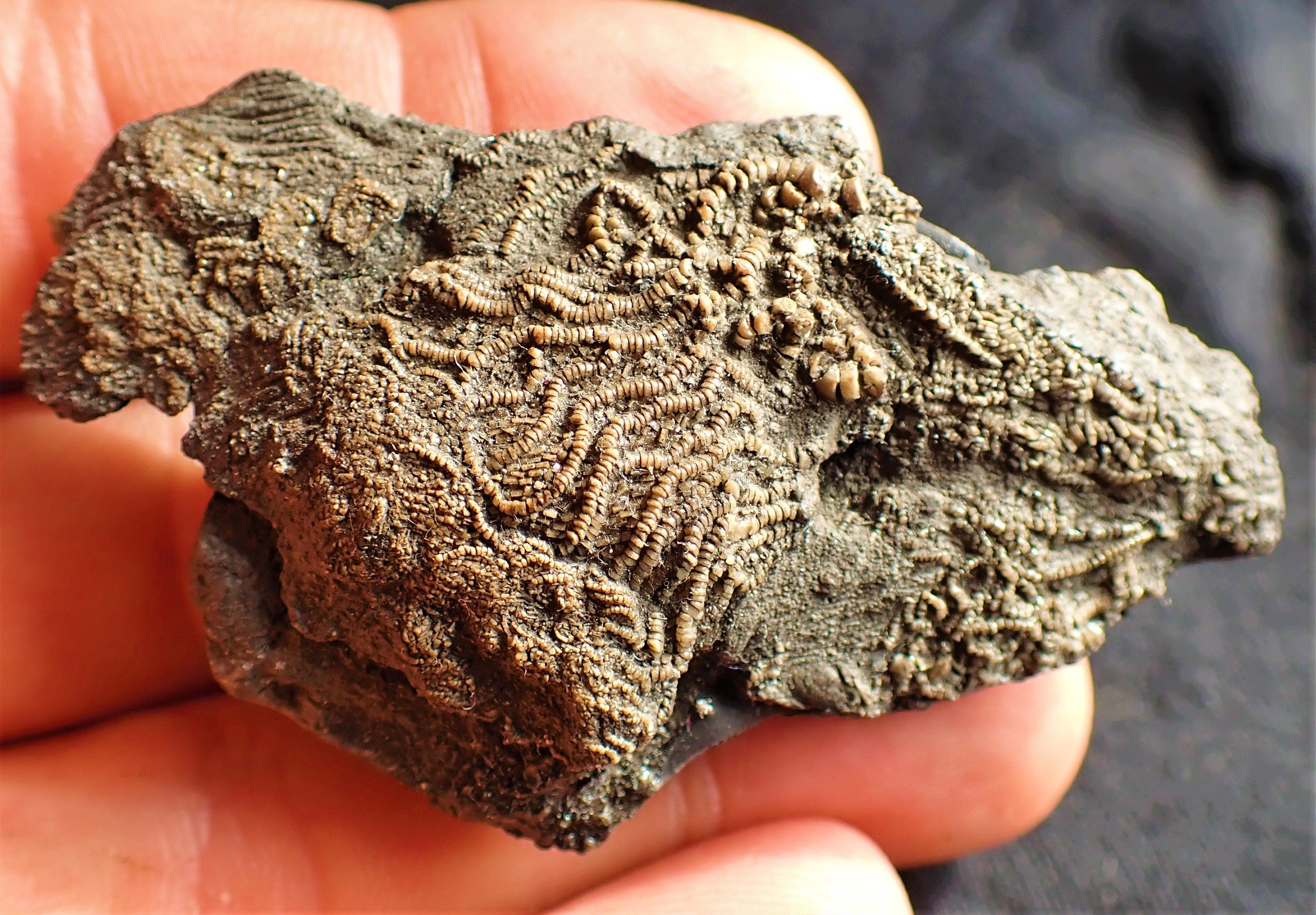 Pentacrinites Crinoid Fossil: Jurassic Coast, UK (63mm) - Etsy