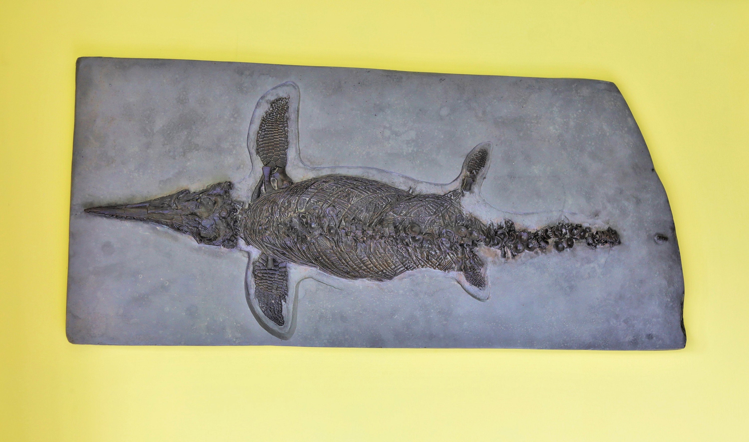 Replica Prone Ichthyosaur ichthyosaurus Communis Fossil From Lyme Regis ...