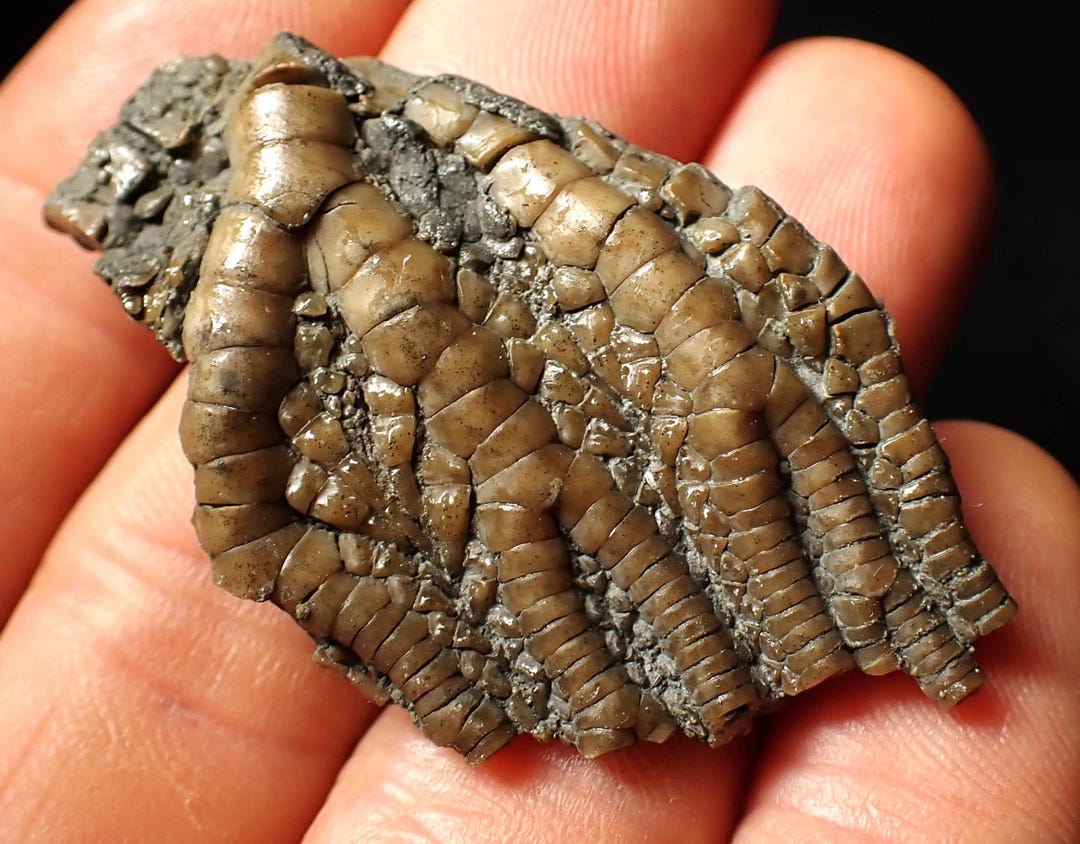 Detailed 3D Crinoid Head Fossil (51mm) Pentacrinites UK Jurassic Coast ...