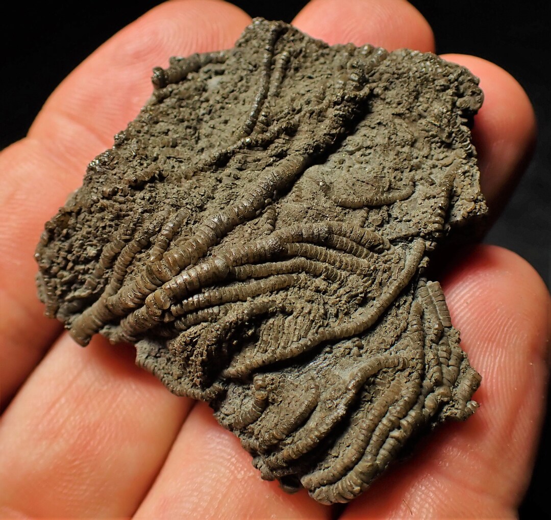 Detailed 3D Crinoid Head Fossil (49mm) Pentacrinites UK Jurassic Coast ...